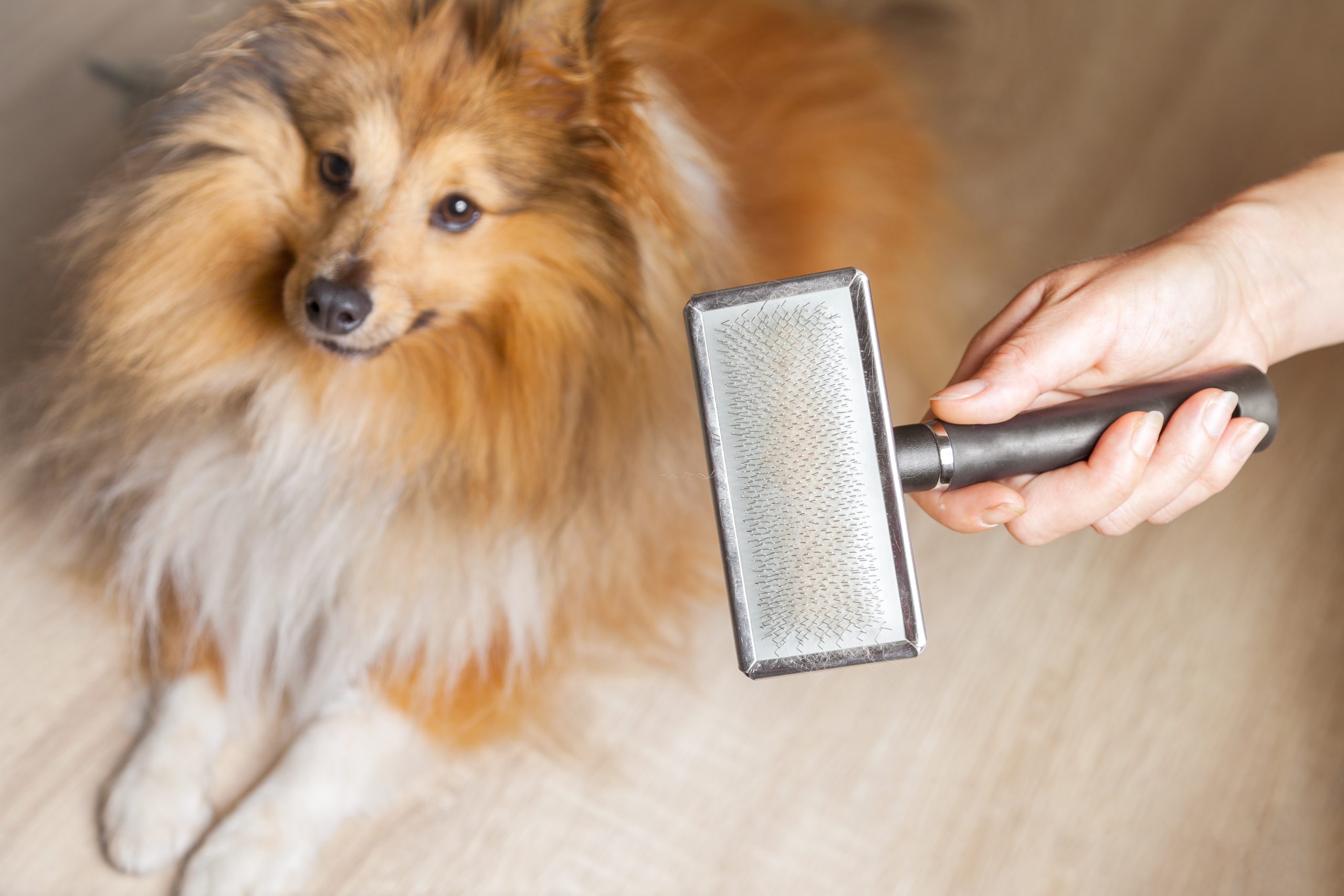 Free Line Brushing Video Page - Pretty Paws Grooming Academy
