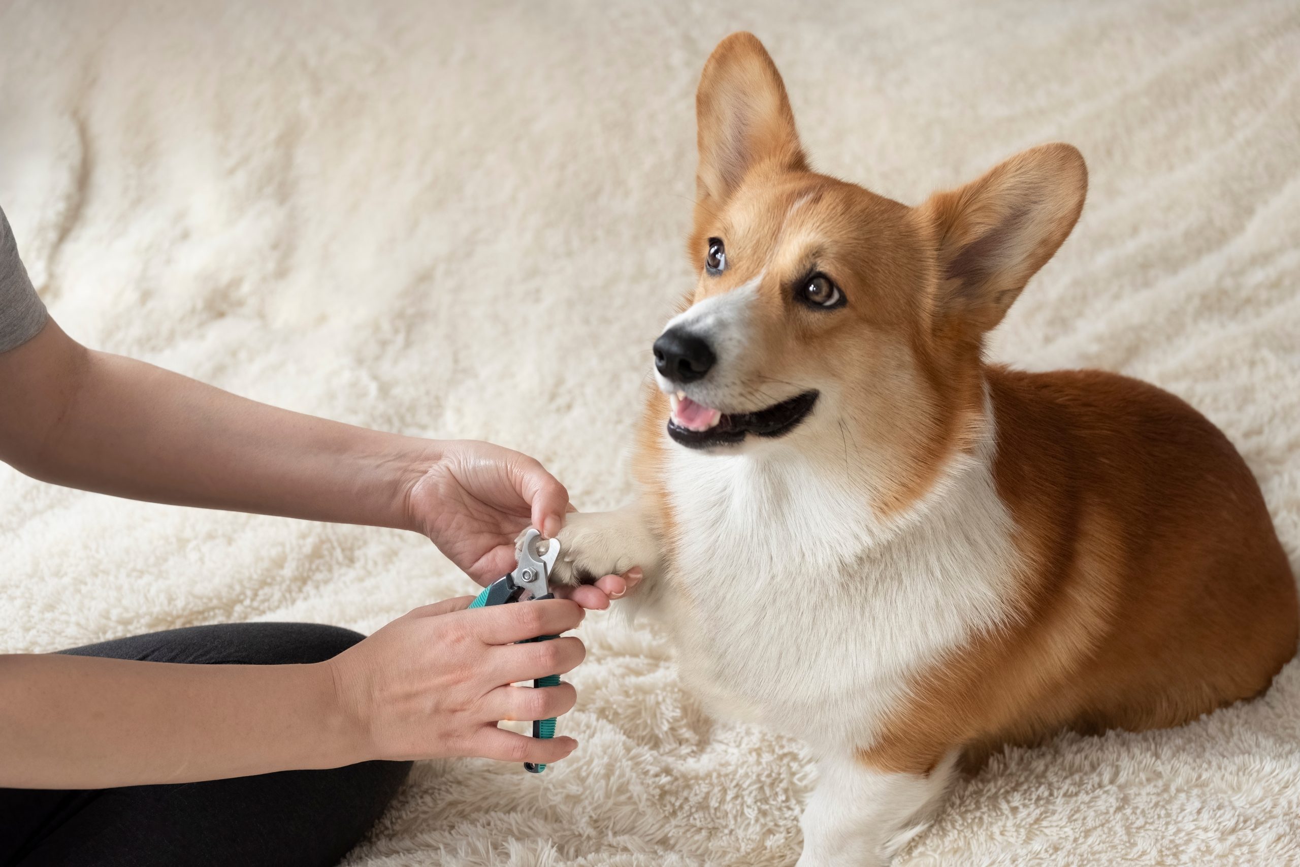 Free Nail Trimming Video Page - Pretty Paws Grooming Academy